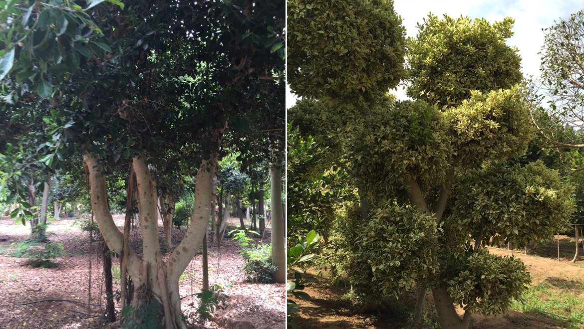 Maroco Paysages | paysagiste Marrakech maroc